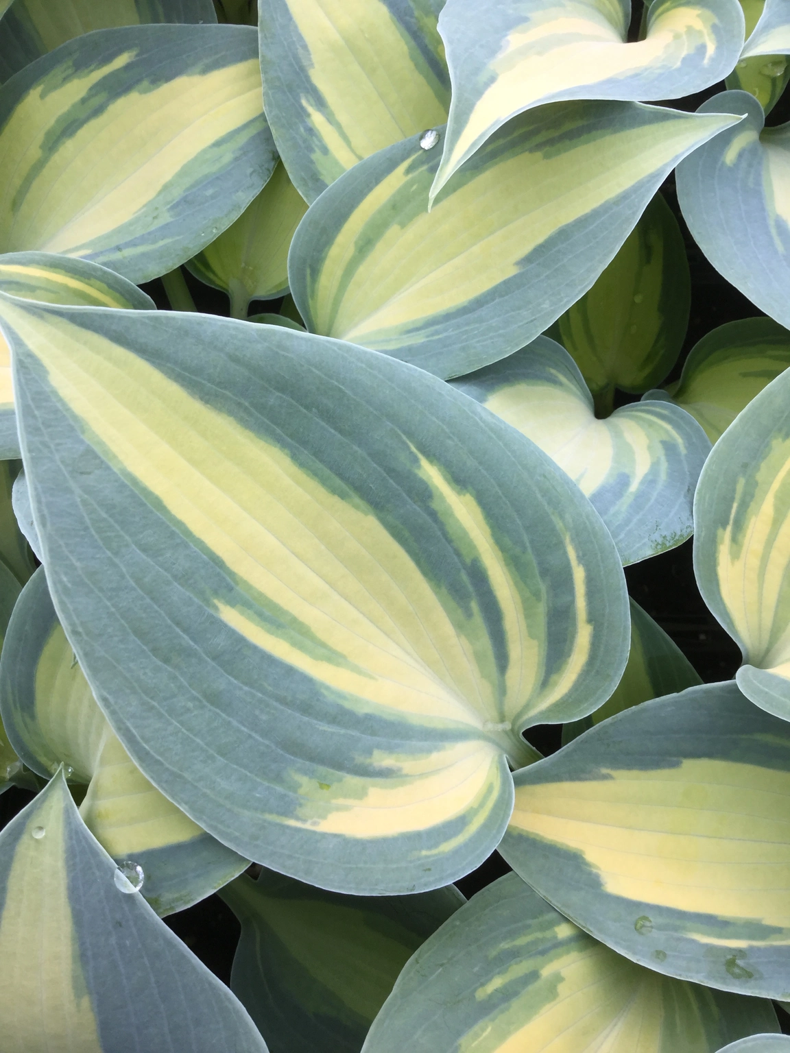 Hosta Dream Queen | 250 pcs - De Vroomen