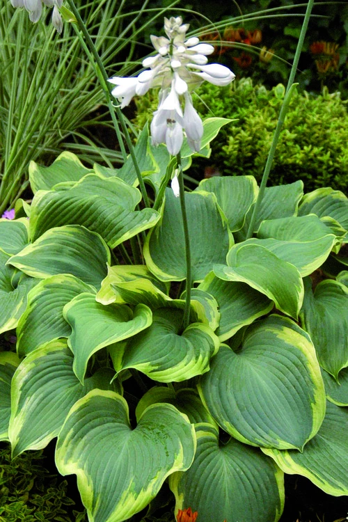 Hosta Earth Angel PBR | 25 pcs - De Vroomen