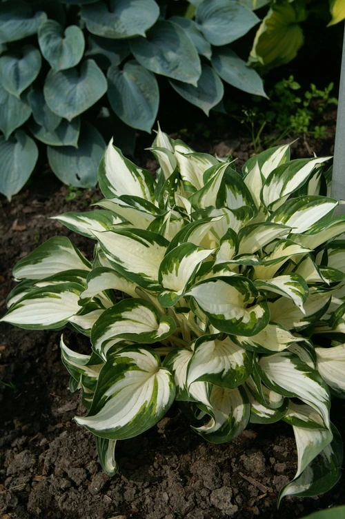 Hosta Fire & Ice | 250 pcs - De Vroomen