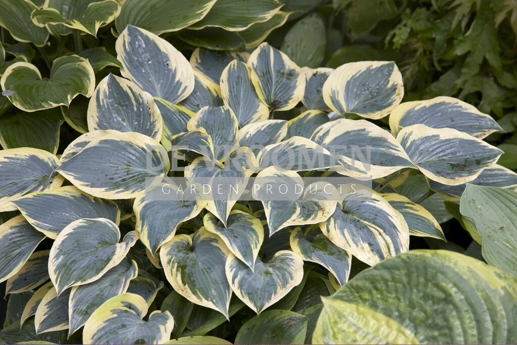 Hosta First Frost | 250 pcs - De Vroomen