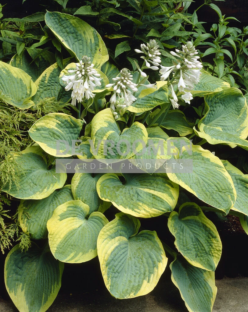 Hosta Frances Williams | 25 pcs - De Vroomen