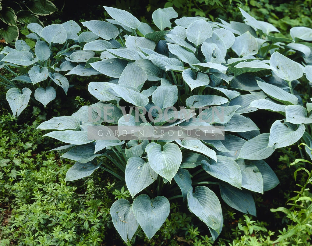 Hosta Halcyon | 25 pcs - De Vroomen