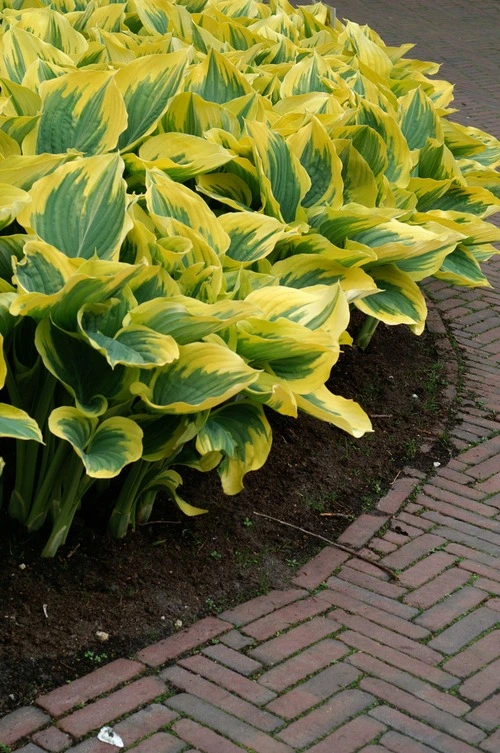 Hosta Liberty PBR | 250 pcs - De Vroomen