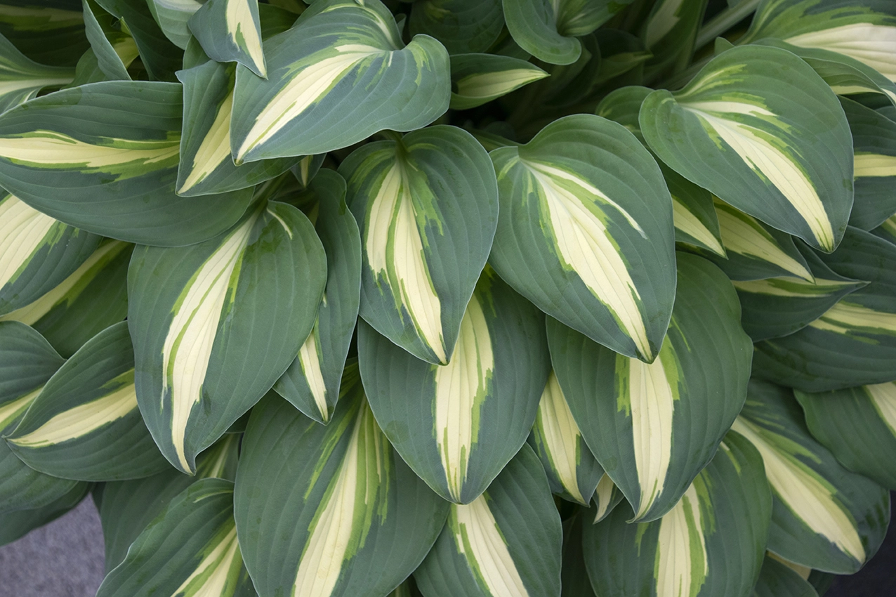 Hosta Little Treasure | 25 pcs - De Vroomen