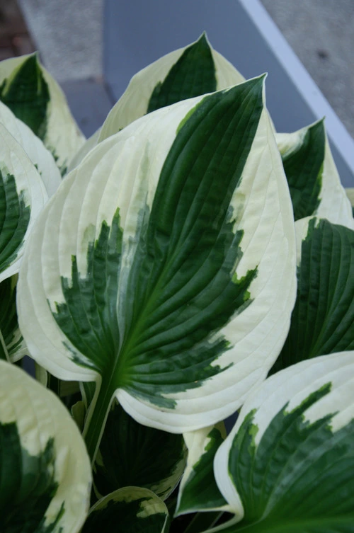 Hosta Minute Man | 250 pcs - De Vroomen