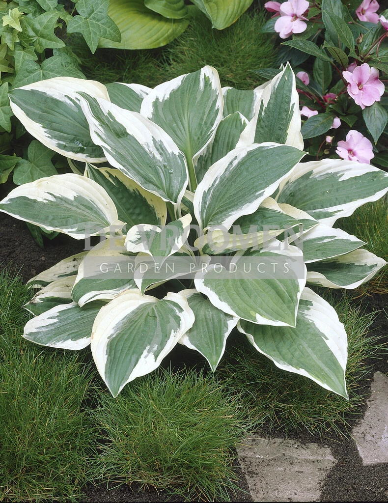 Hosta Patriot | 25 pcs - De Vroomen