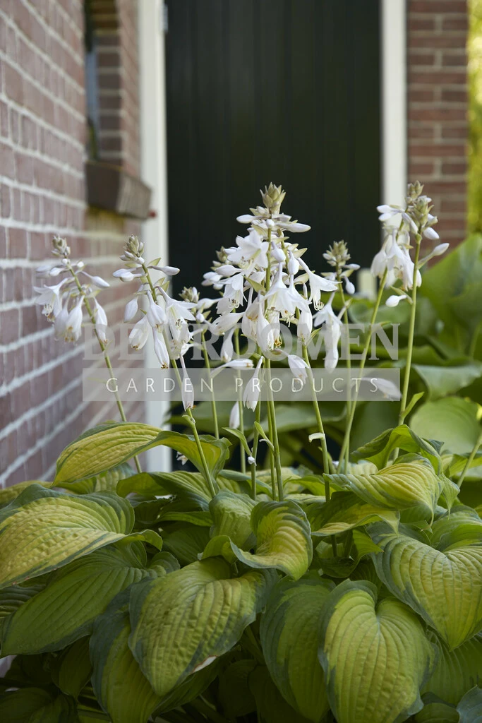 Hosta Paul's Glory | 25 pcs - De Vroomen