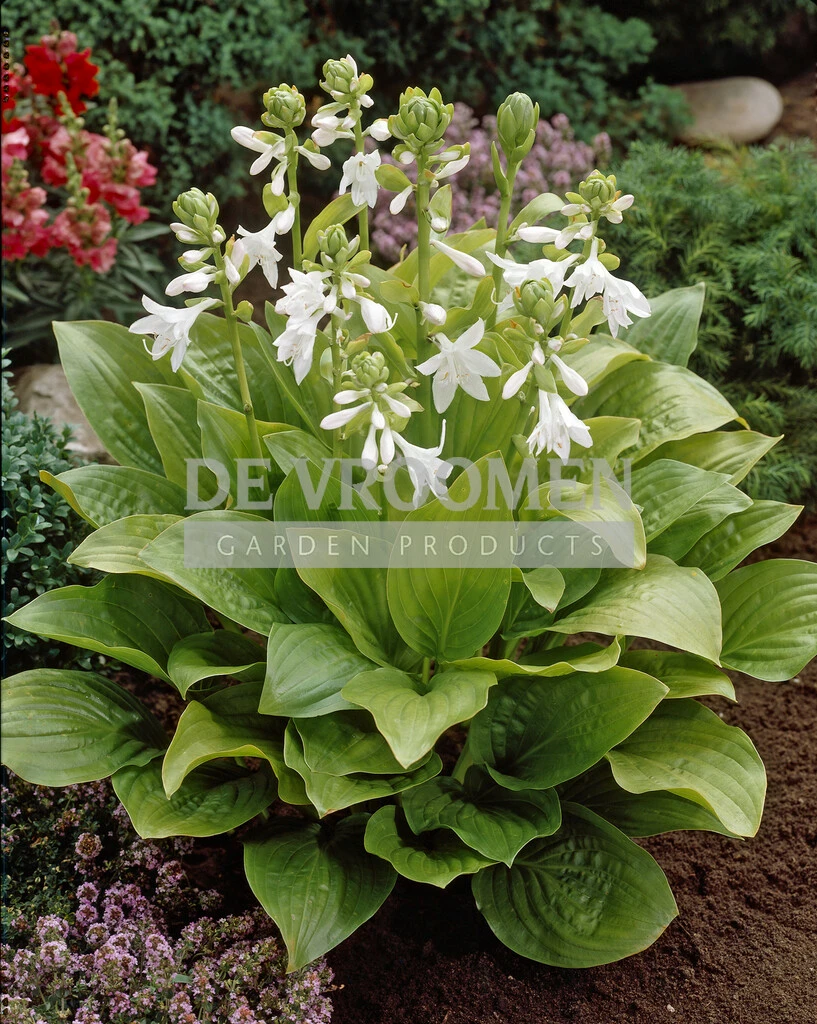 Hosta Royal Standard | 25 pcs - De Vroomen