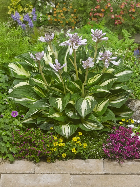 Hosta Sting | 250 pcs - De Vroomen
