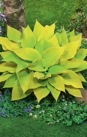 Hosta Sunny Halcyon | 25 pcs - De Vroomen
