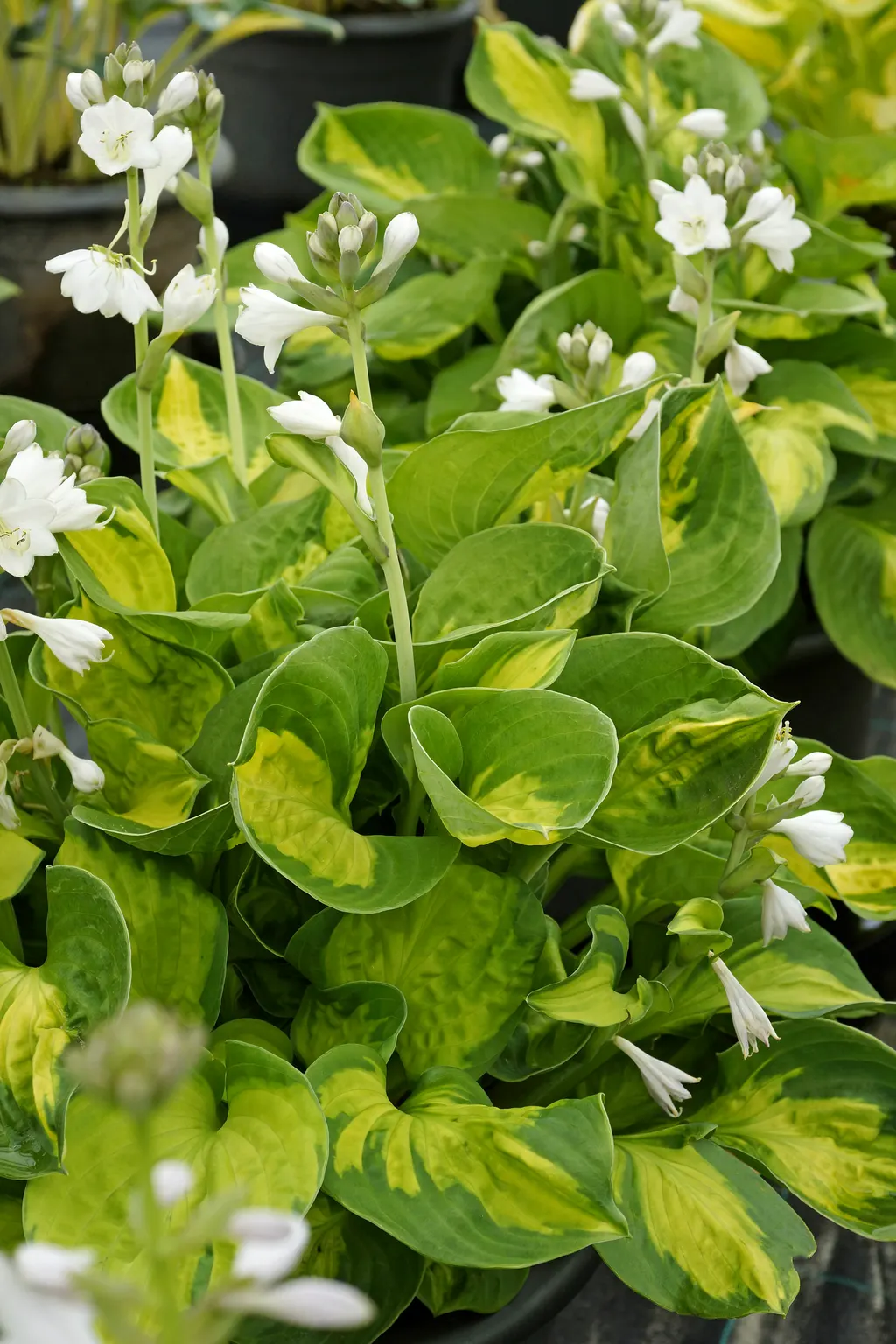 Hosta Sunset Grooves | 250 pcs - De Vroomen