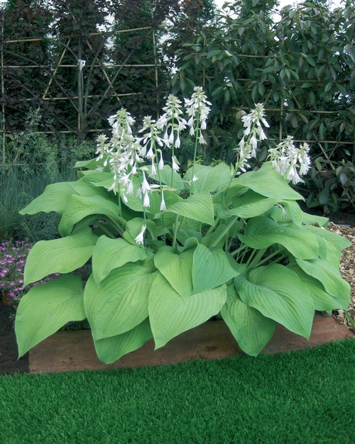 Hosta T-Rex | 25 pcs - De Vroomen