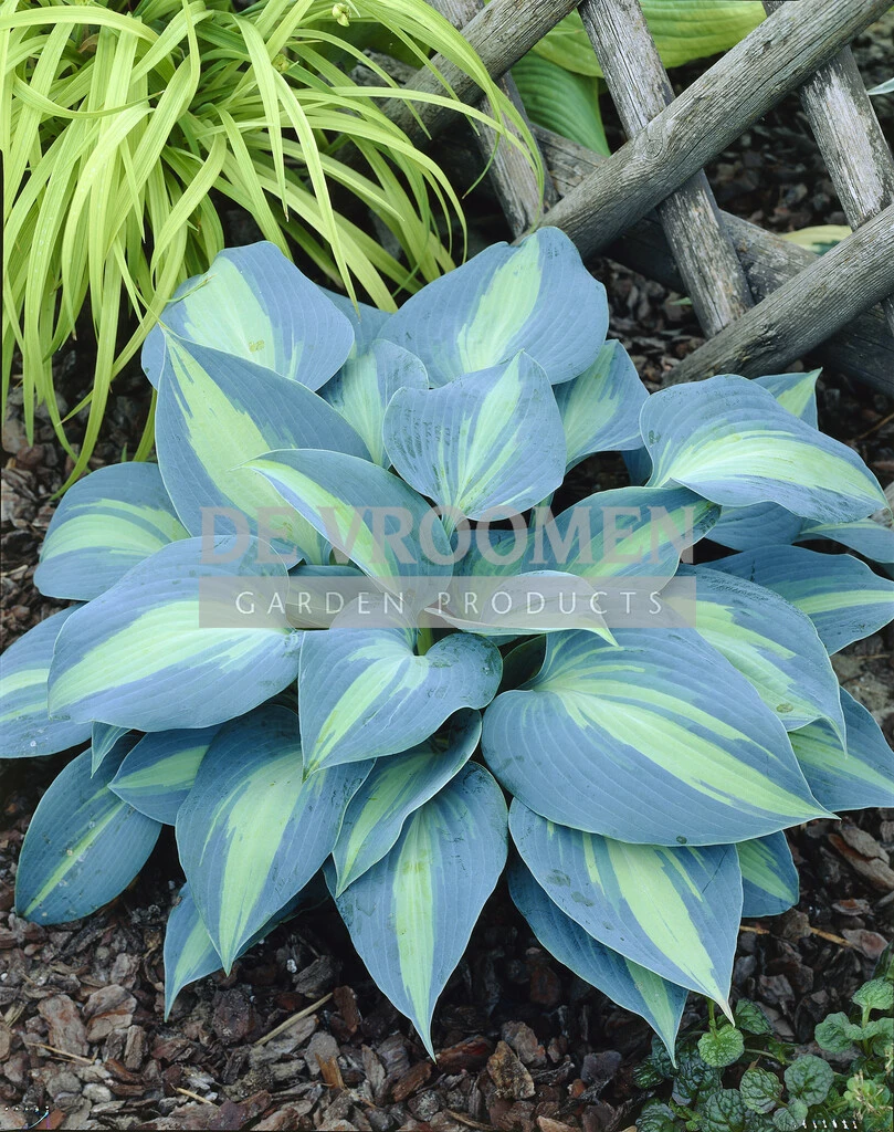 Hosta Touch of Class PBR | 250 pcs - De Vroomen