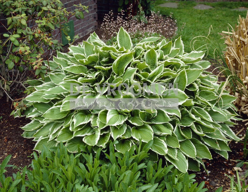 Hosta Undulata Albomarginata | 25 pcs - De Vroomen