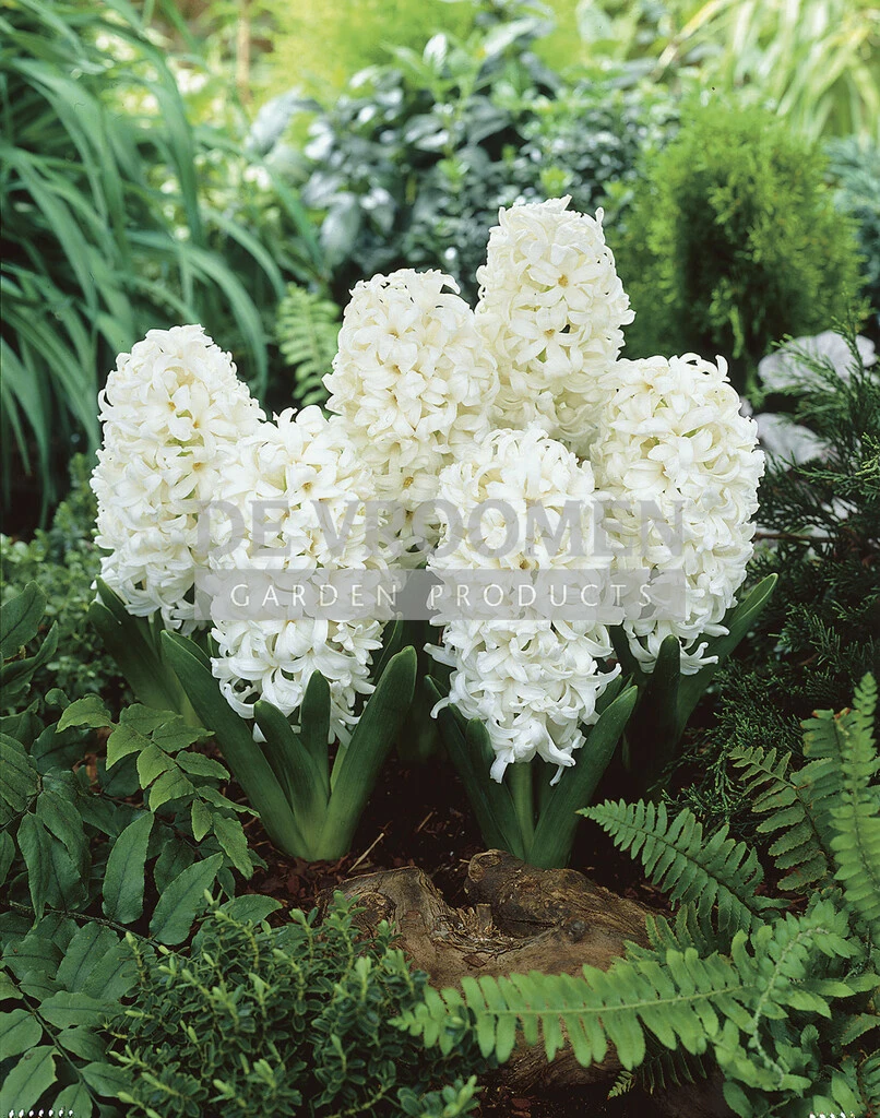 Hyacinth Carnegie | 25 pcs - De Vroomen