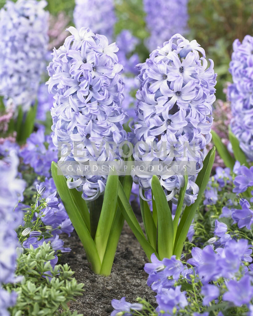 Hyacinth Chicago | 25 pcs - De Vroomen
