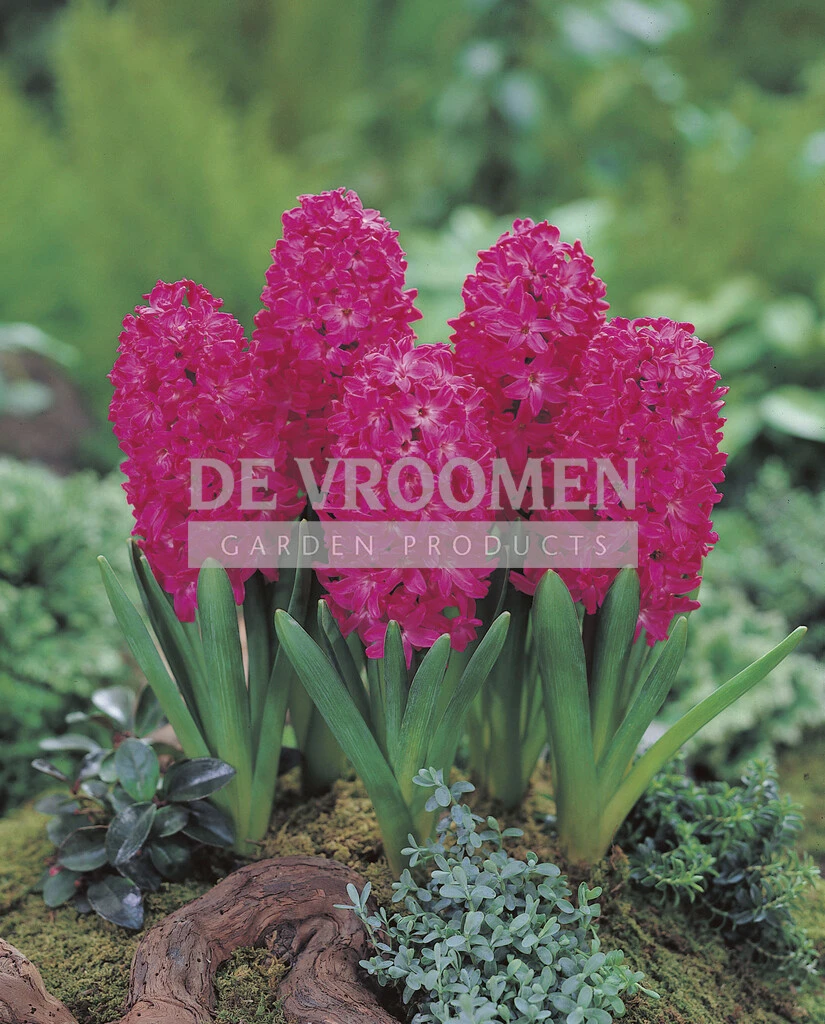 Hyacinth Jan Bos | 25 pcs - De Vroomen