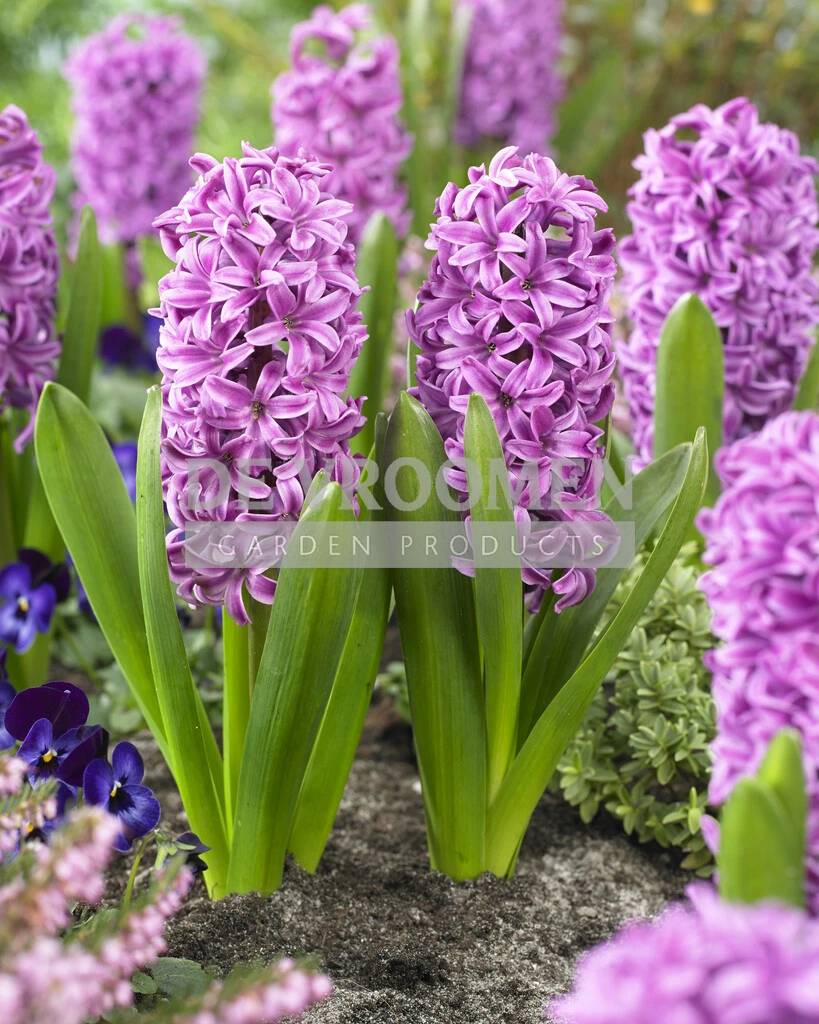 Hyacinthus Miss Saigon | 25 pcs - De Vroomen