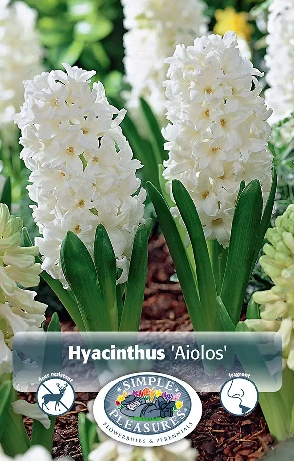 Hyacinthus Aiolos | 60 pcs - De Vroomen
