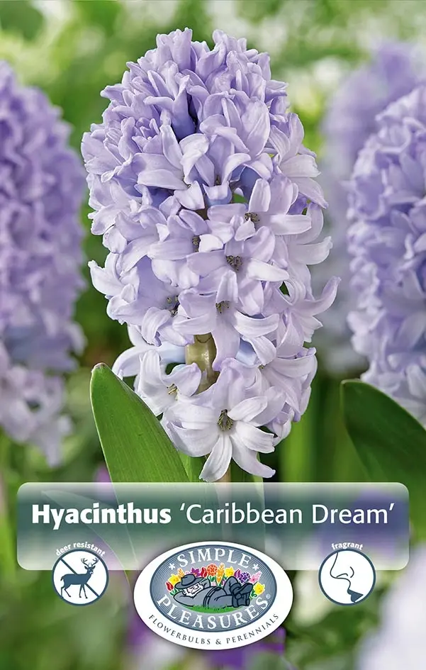 Hyacinthus Caribbean Dream | 60 pcs - De Vroomen