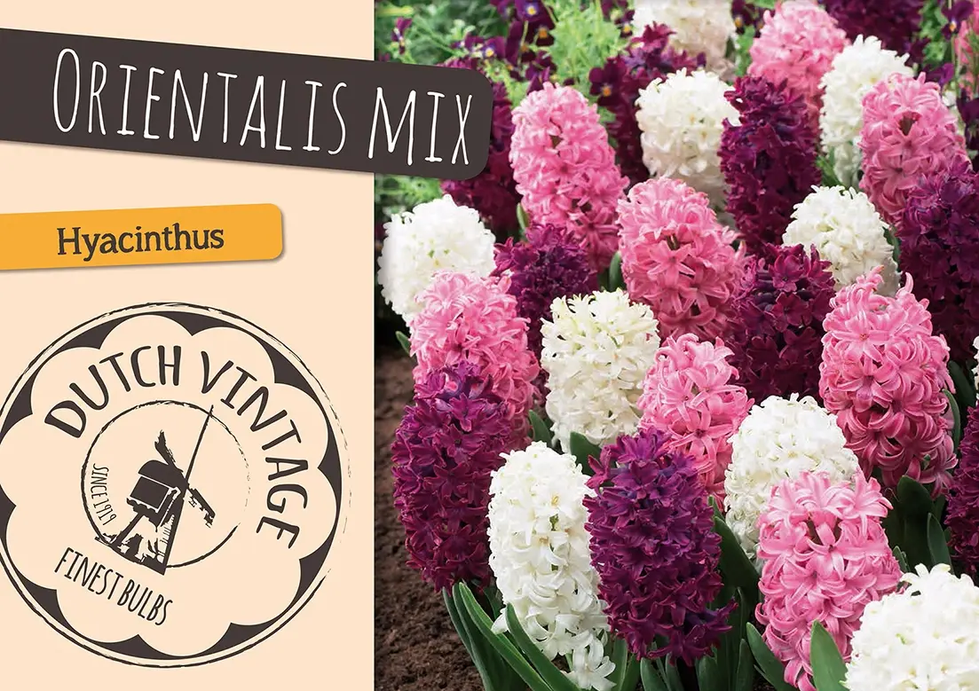 Hyacinthus Orientalis Mix | Capper 16 x 6 - De Vroomen