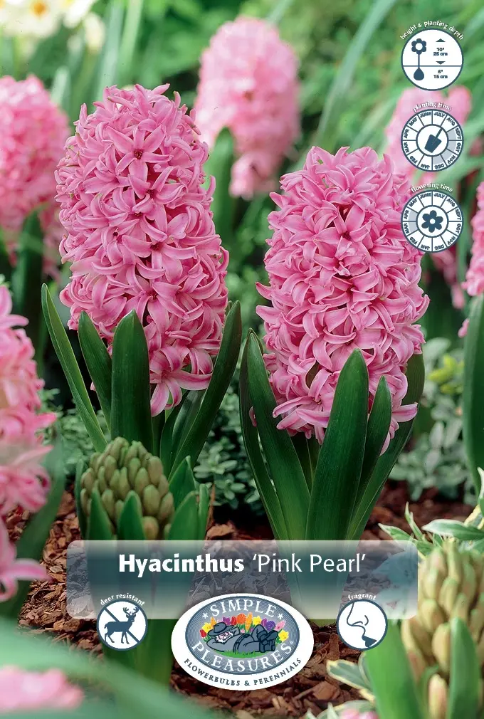 Hyacinthus Pink Pearl | 150 pcs - De Vroomen