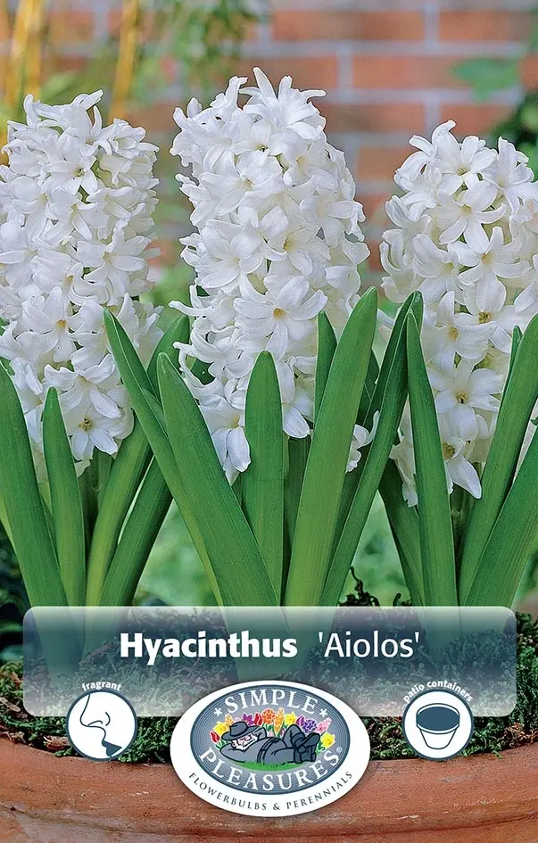 Hyacinthus Prepared Aiolos | 50 pcs - De Vroomen