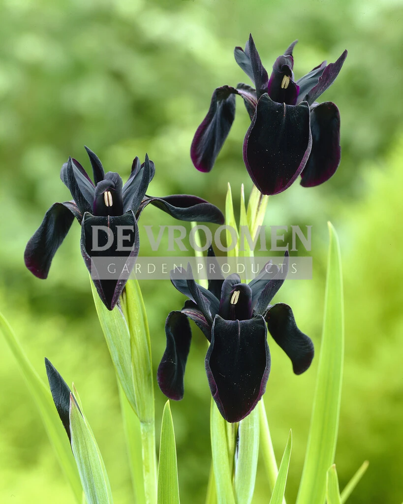 Iris Black Form | 25 pcs - De Vroomen