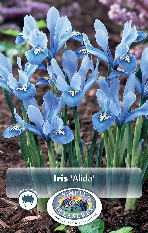Iris Botanical Reticulata Alida | Capper 15 x 20 - De Vroomen