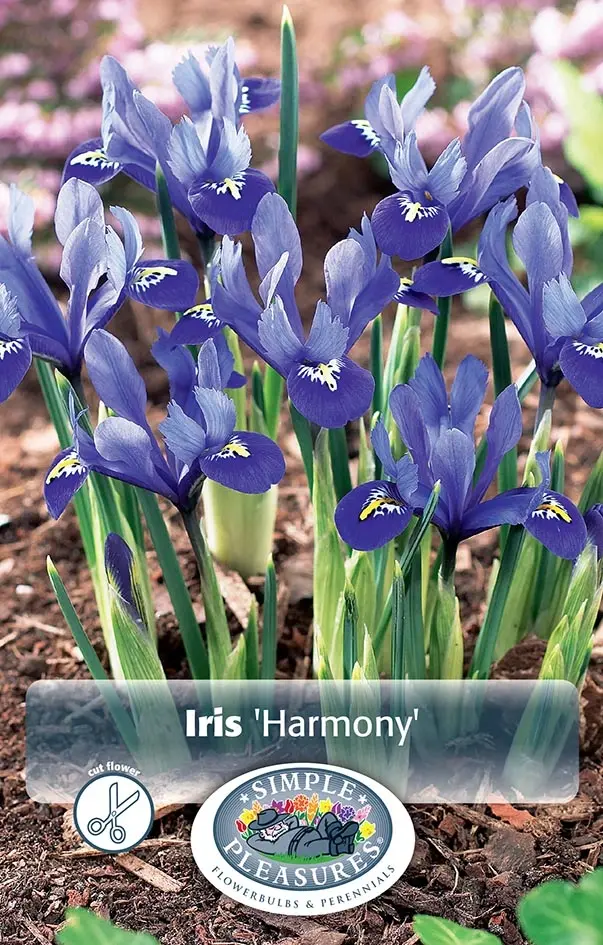 Iris Botanical Reticulata Harmony | Capper 15 x 20 - De Vroomen