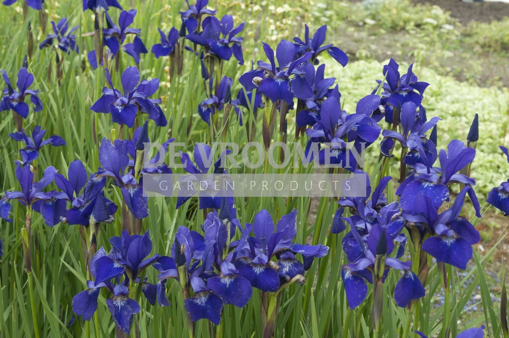 Iris Caesar's Brother | 250 pcs - De Vroomen