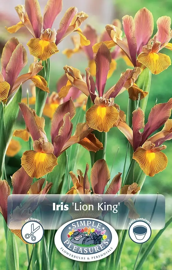 Iris Dutch Lion King | Capper 15 x 10 - De Vroomen