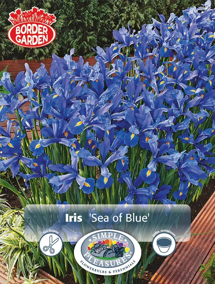 Iris Dutch Sea of Blue | Capper 15 x 40 - De Vroomen