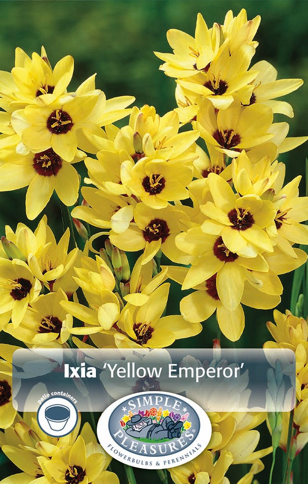 Ixia Yellow Emperor | Capper 25 x 30 - De Vroomen