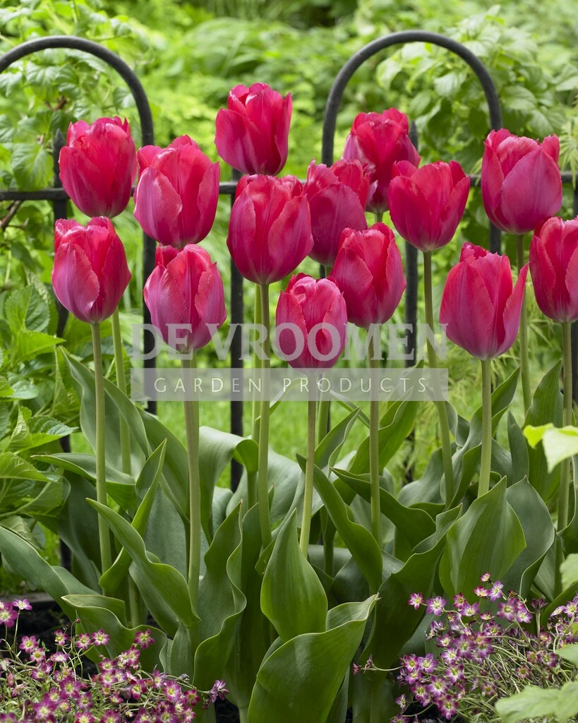 Tulip Lady van Eijk | 50 pcs - De Vroomen