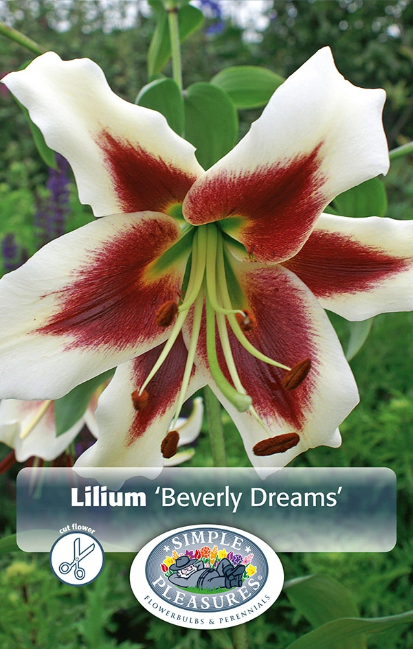 Lilium O-T Hybrid Beverly Dreams | Capper 15 x 2 - De Vroomen