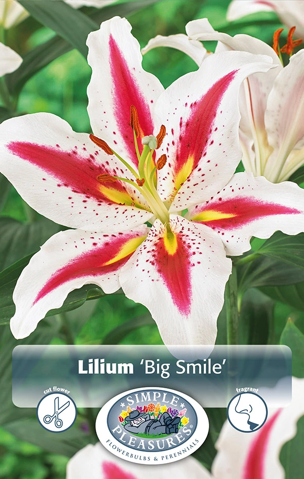 Lilium orientalis Big Smile | Capper 15 x 2 - De Vroomen