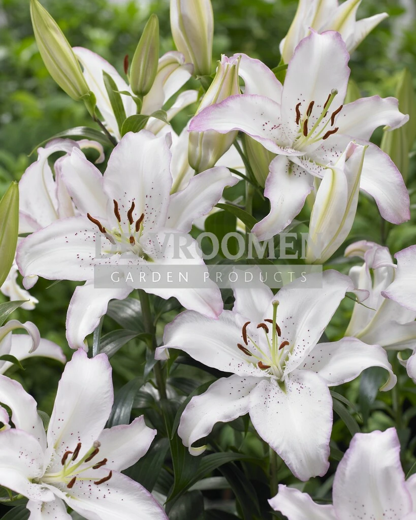 Lilium Brasilia | 25 pcs - De Vroomen