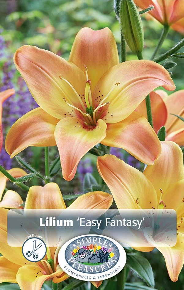 Lilium Asiatic Easy Fantasy | Capper 15 x 3 - De Vroomen