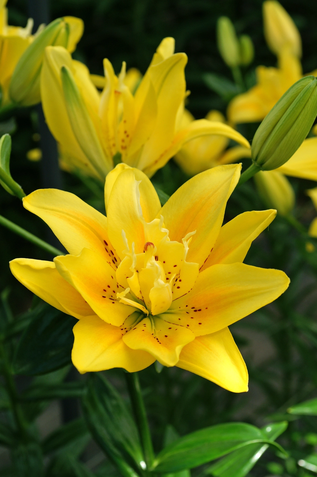 Lilium Fata Morgana | 50 pcs - De Vroomen