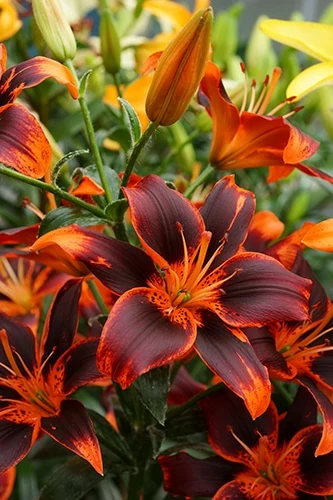 Lilium Forever Susan | 400 pcs - De Vroomen