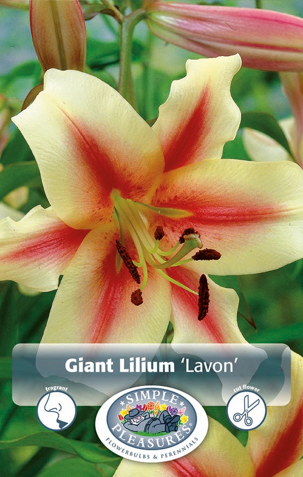 Lilium Giant Lavon | Capper 15 x 2 - De Vroomen