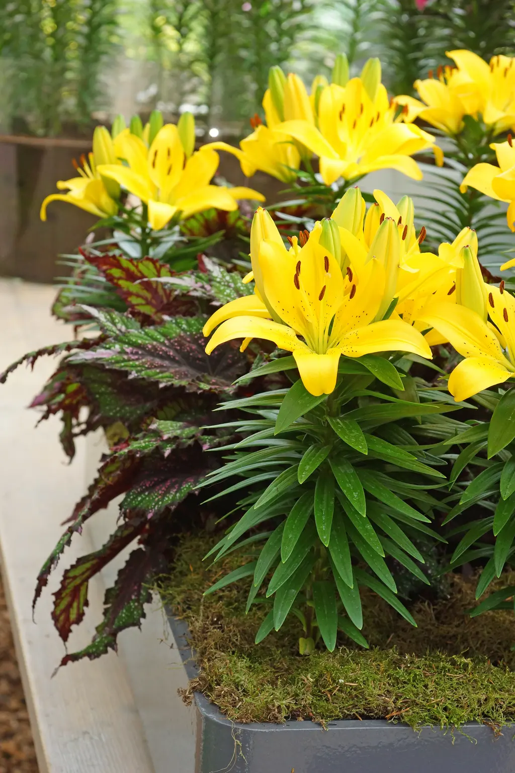 Lilium Matrix Golden | 400 pcs - De Vroomen