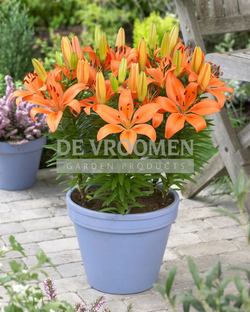 Lilium Matrix Orange | 400 pcs - De Vroomen