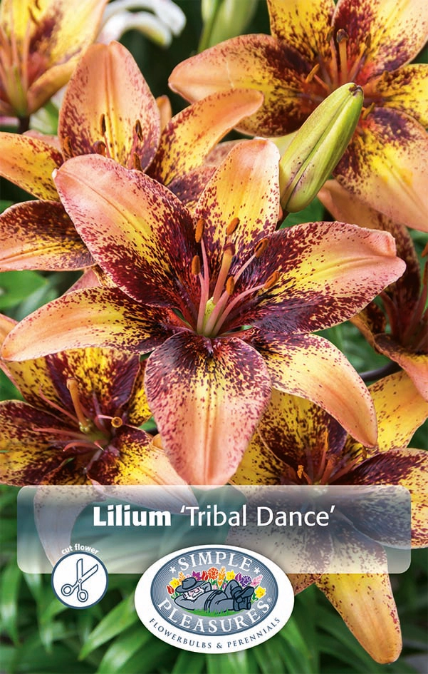 Lilium Asiatic Tribal Dance | Capper 15 x 3 - De Vroomen