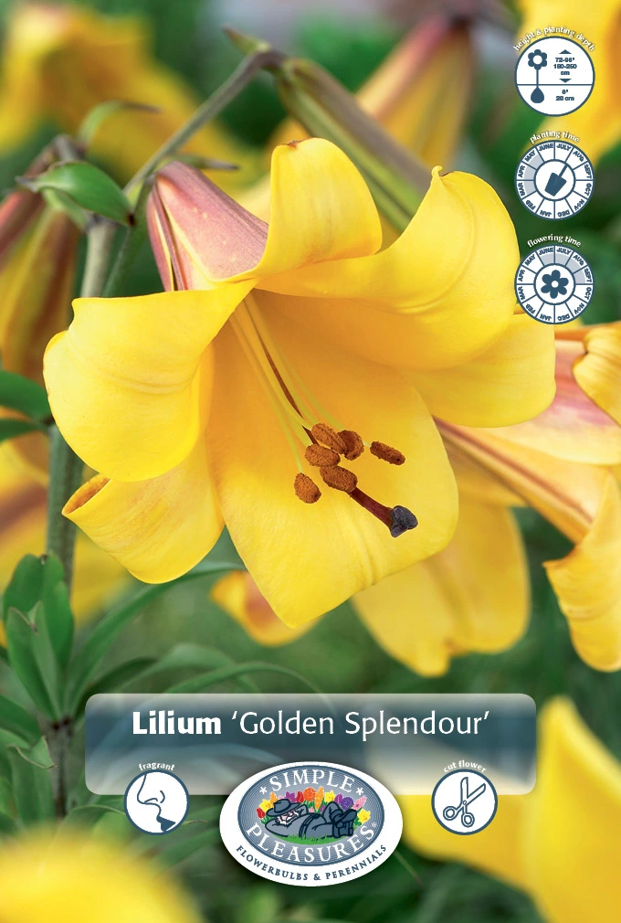 Lilium Trumpet Golden Splendour | 75 pcs - De Vroomen