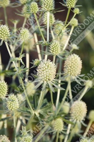 Epimedium Magical Silver | 25 pcs - De Vroomen