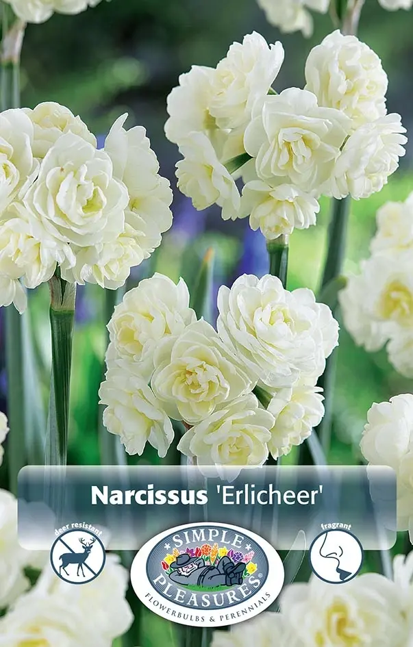 Narcissus Double Erlicheer | 60 pcs - De Vroomen