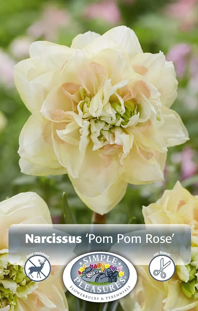 Narcissus Double Pom Rose | 60 pcs - De Vroomen