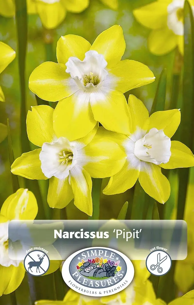 Narcissus Jonquilla Pipit | Capper 12 x 10 - De Vroomen
